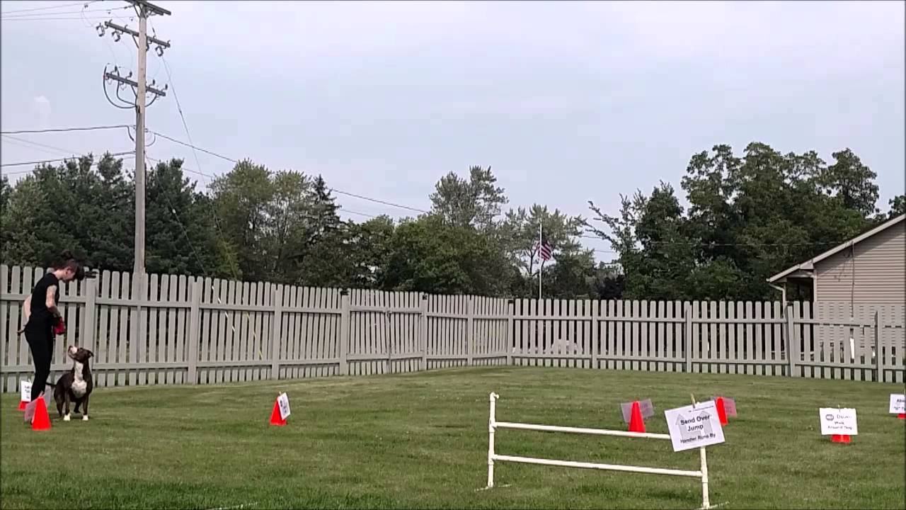 Novice Rally Obedience - YouTube