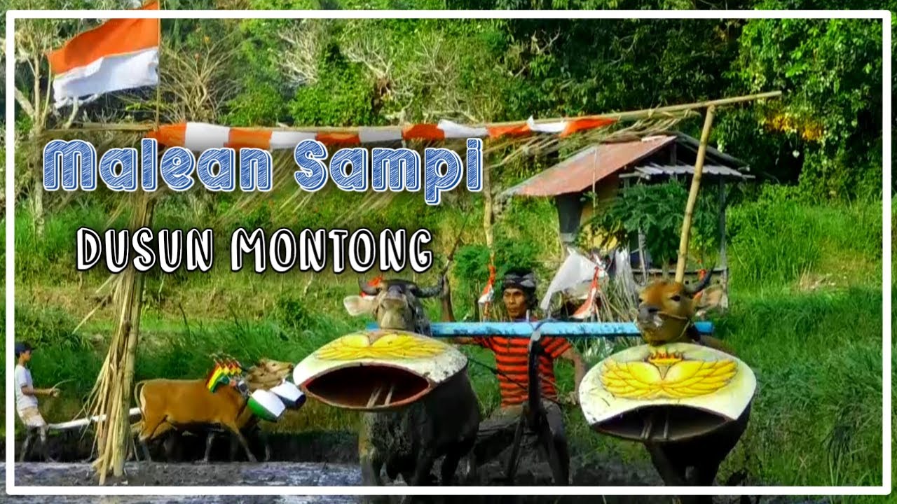Malean Sampi || Karapan Sapi Lombok || Montong - YouTube