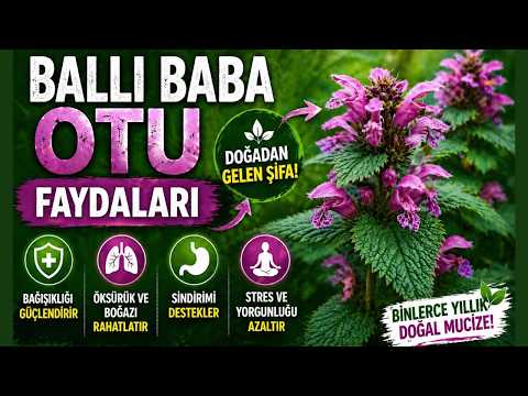 BALLIBABA OTU FAYDALARI/BALLIBABA OTU NE İŞE YARAR/BALLIBABA OTU NASIL KULLANILIR VE TÜKETİLİR