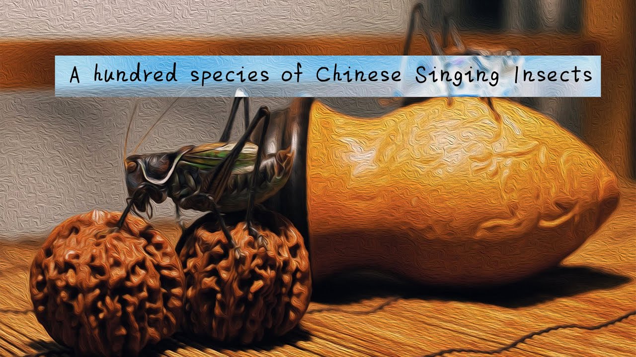 A hundred species of Chinese Singing Insects(01 Xiaohuangling Suzhou ...
