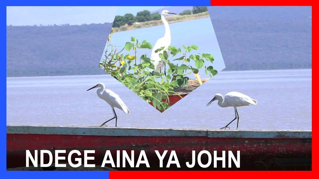 NDEGE AINA YA JOHN WANAOTEMBEA UMBALI MREFU WANAPATIKIKANA DODOMA ...