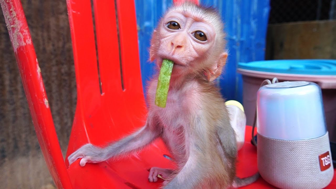 Monkey Nyma Training eat food difference from mill with mom give to him ...