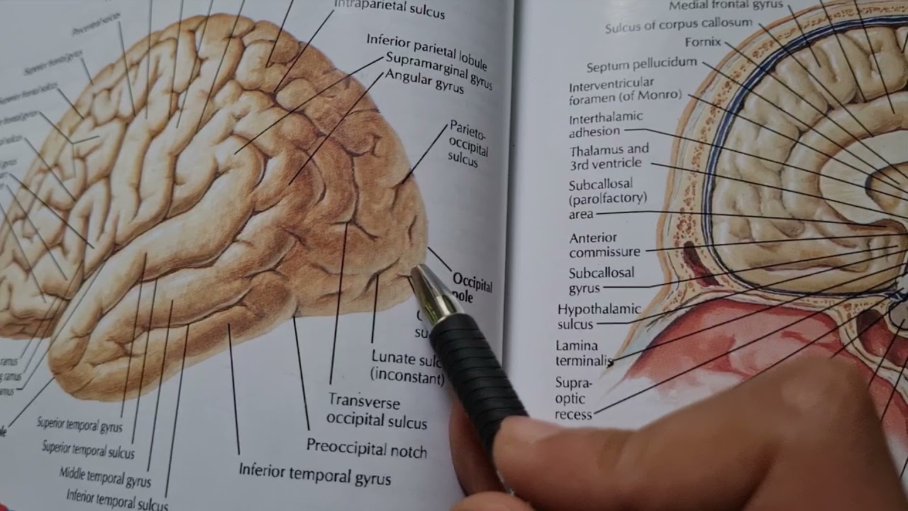 Sulcus Terminalis Brain