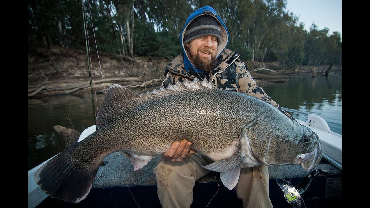 The story and gear behind this 103cm top water Murray Cod - YouTube