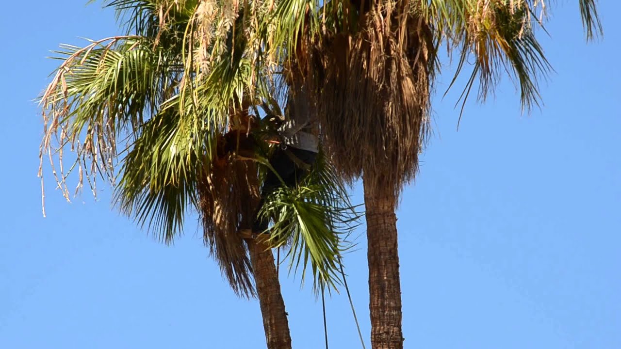 Palm Tree Pruning In Palm Springs YouTube palm-tree-pruning-in-palm-springs-youtube