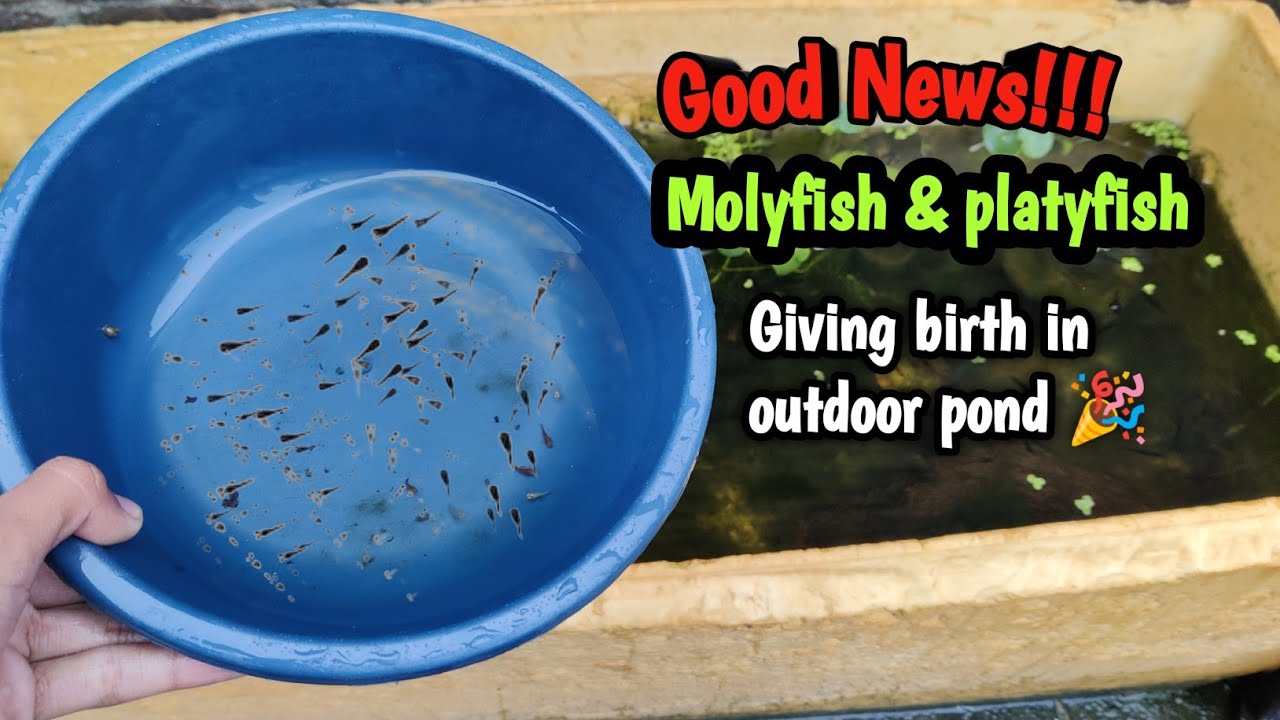 Finnally Good News!! Molly fish and platy fish giving birth 🤩 ...