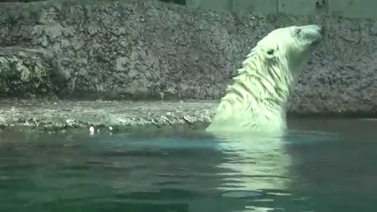 Porolo swims and plays in the water (1) at Tokushima Zoo, Japan - YouTube