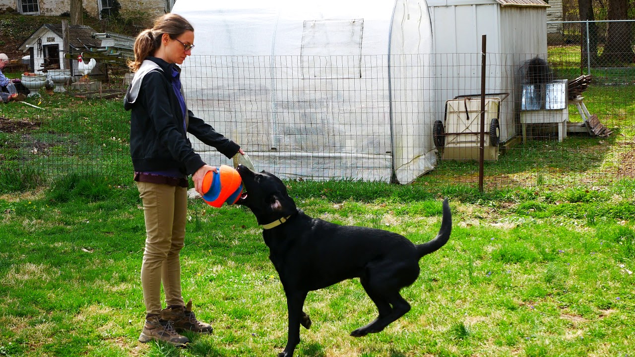 Dog's Choice - Choose ball - YouTube