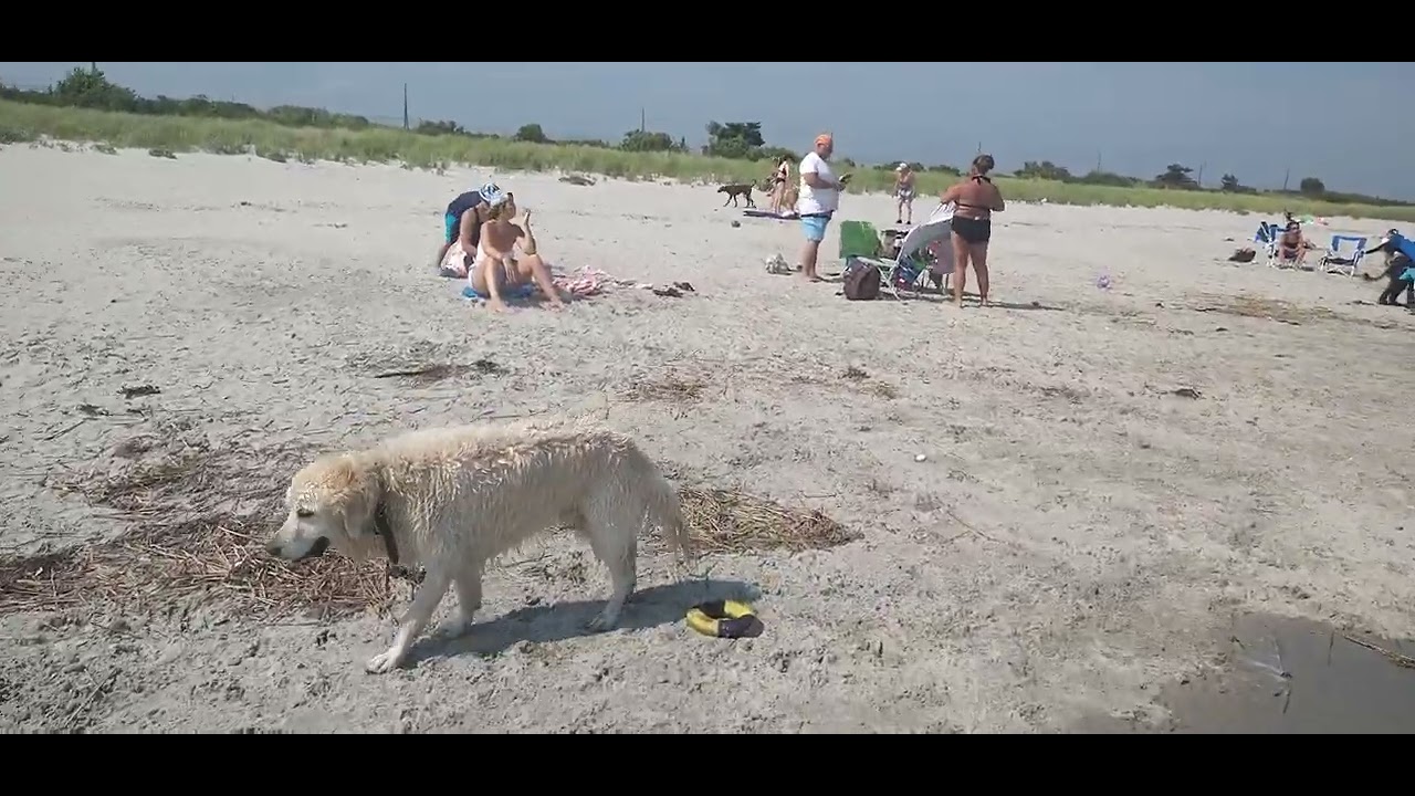 Longport Dog Beach meets Nik - YouTube