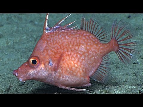 Facts: The Spikefish - YouTube