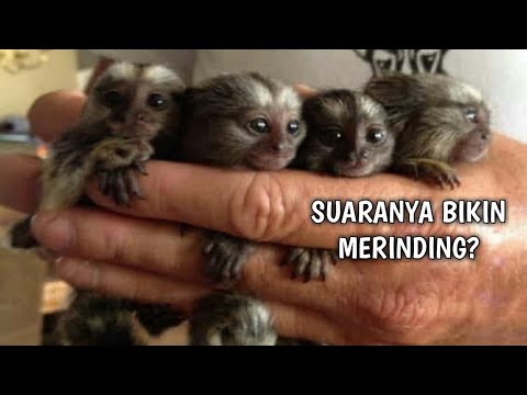 Makhluk Aneh Mirip Monyet ini Ditangkap Warga,Ukuranya Sangat Kecil! Ternyata Hewan ini Hampir Punah