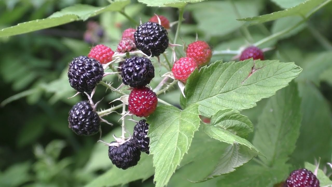 Michigan Wild Foods - Raspberries and Blackberries - YouTube