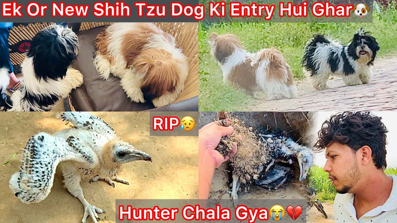 Finally Ek Or New Shih Tzu Dog Le Liya🐶|| Hunter Chala Gya Ekdm Se😭RIP💔 ...