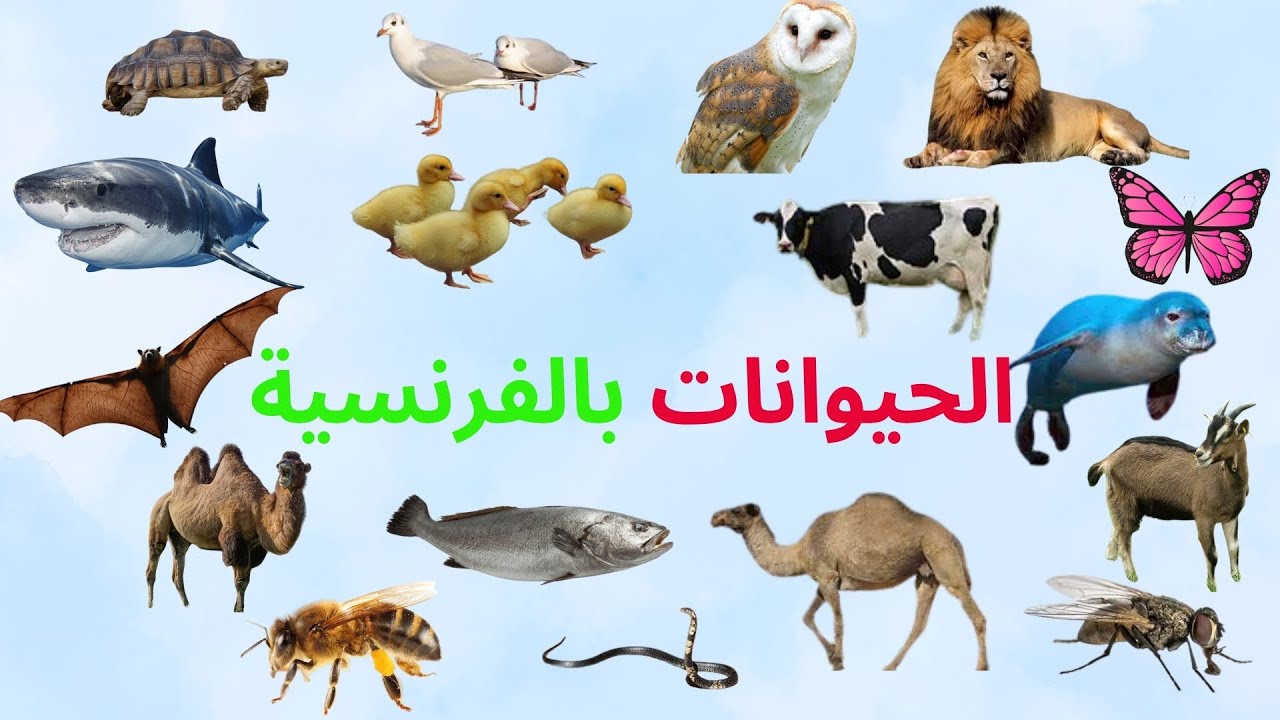 الحيوانات باللغة الفرنسية بالصوت والصورة مع الترجمة الى العربية | Les ...
