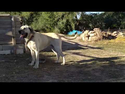 ÇOCUKLARIN HEVESİ!! GÜDÜK SOYU KÖPEKLERİ