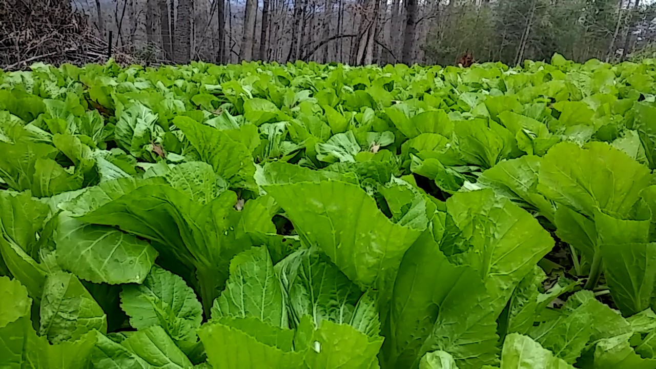 Zaub Ntsuab, Zaub Kav ntswj Thiab Zaub Nkauj Fa - YouTube