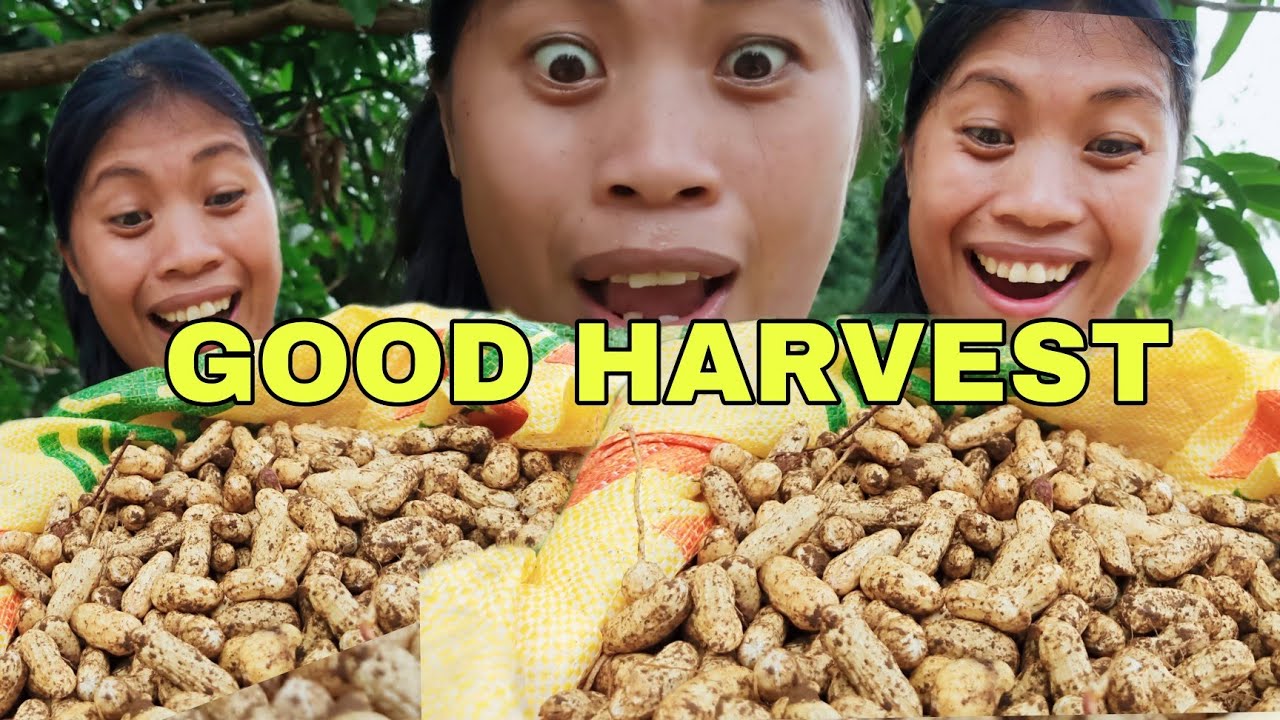 ANONG BUWAN DAPAT ITANIM ANG MANI/PEANUT+ EFFECTIVE TIPS - YouTube