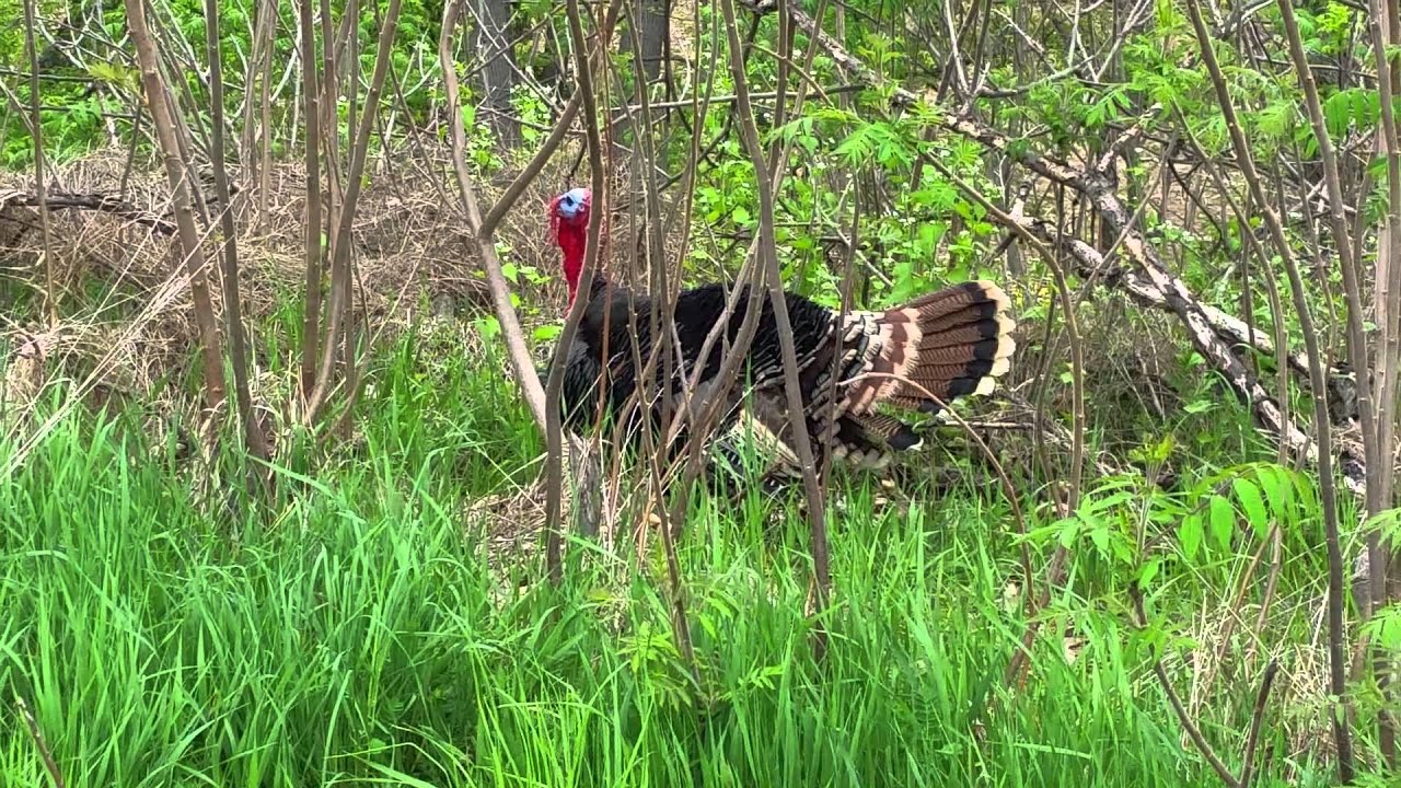 Turkey at work - YouTube