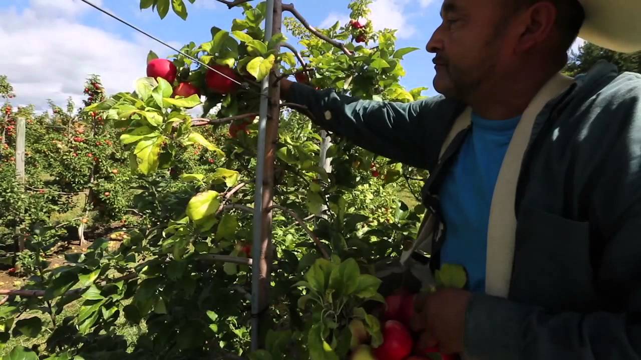 Apple picking with the pros at Melick's Town Farm - YouTube