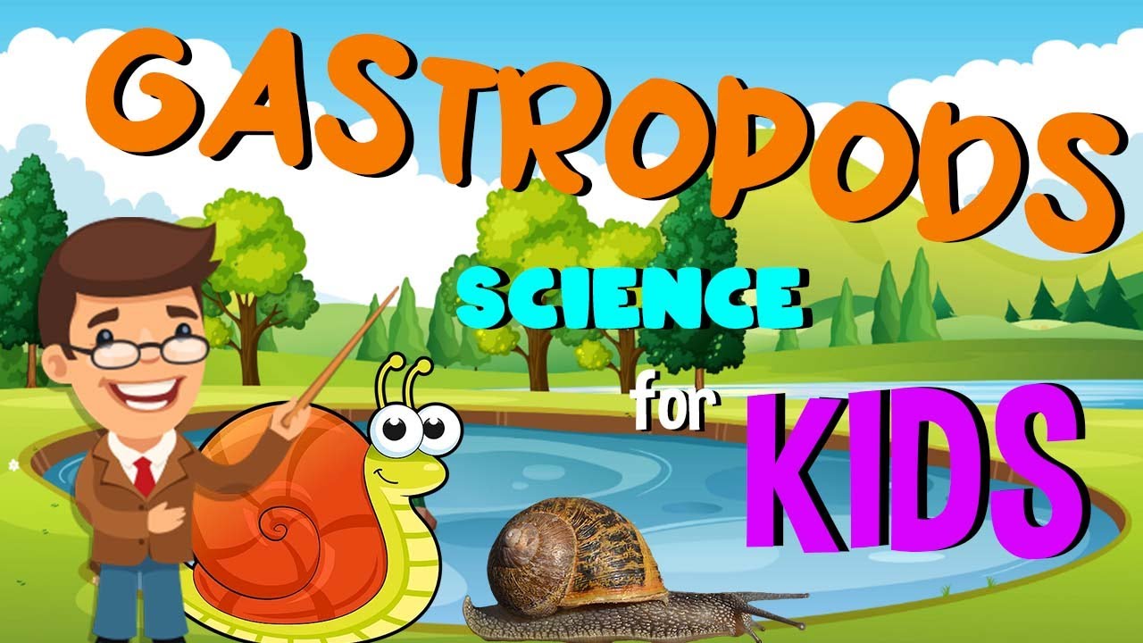 Gastropods | Science for Kids - YouTube