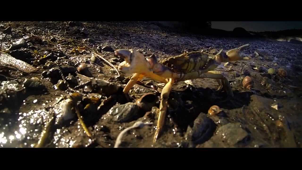 Crab Attack - YouTube