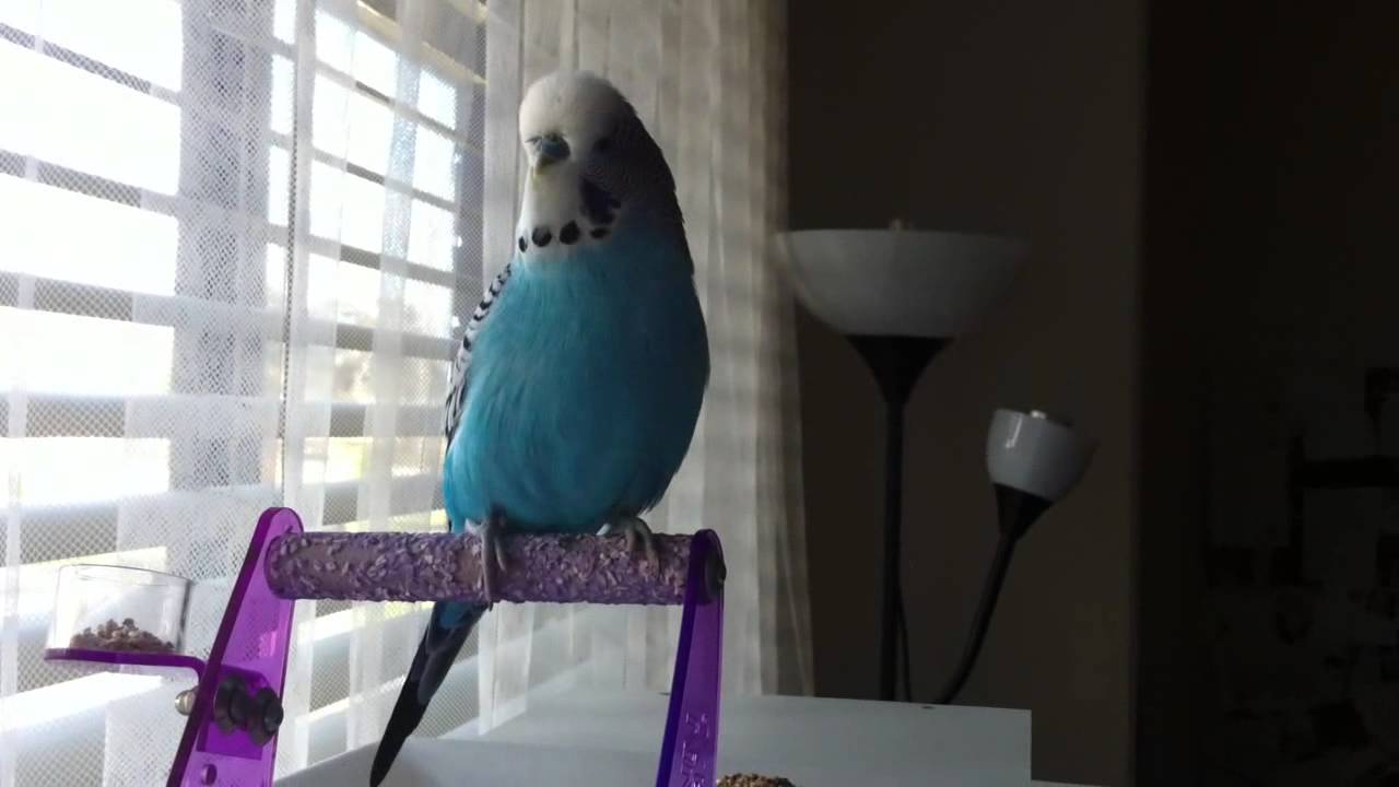 Santorini, Blue Bird "What you got?" - YouTube