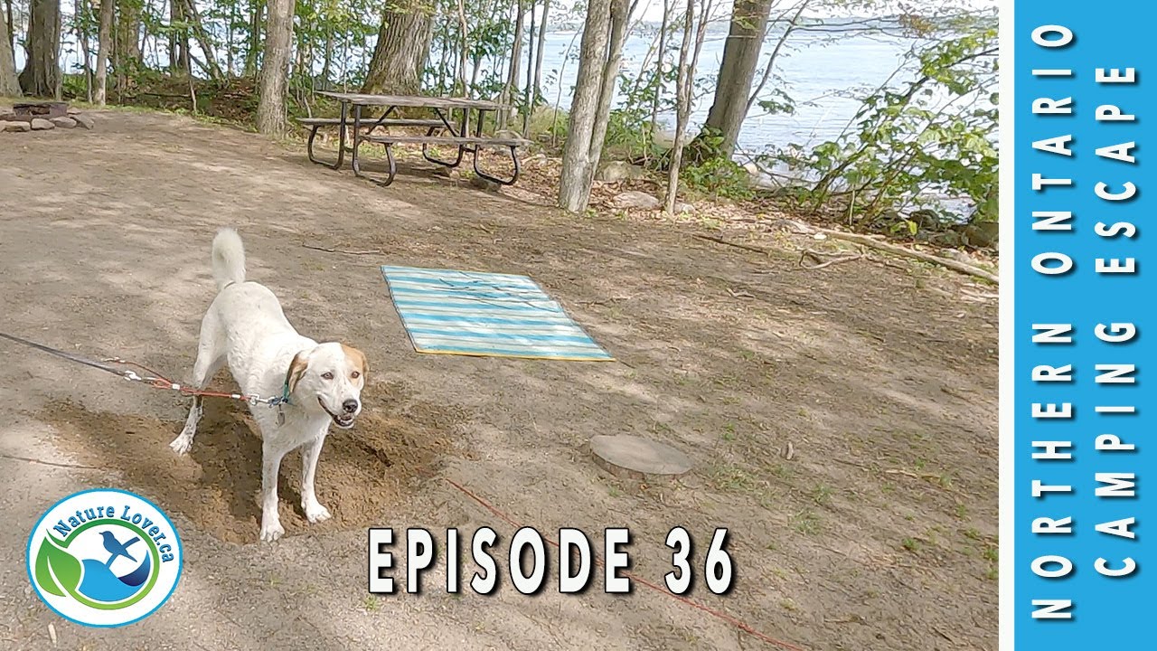 Chloe Enjoys A Waterfront Site At Killbear - 2021 Northern Ontario ...