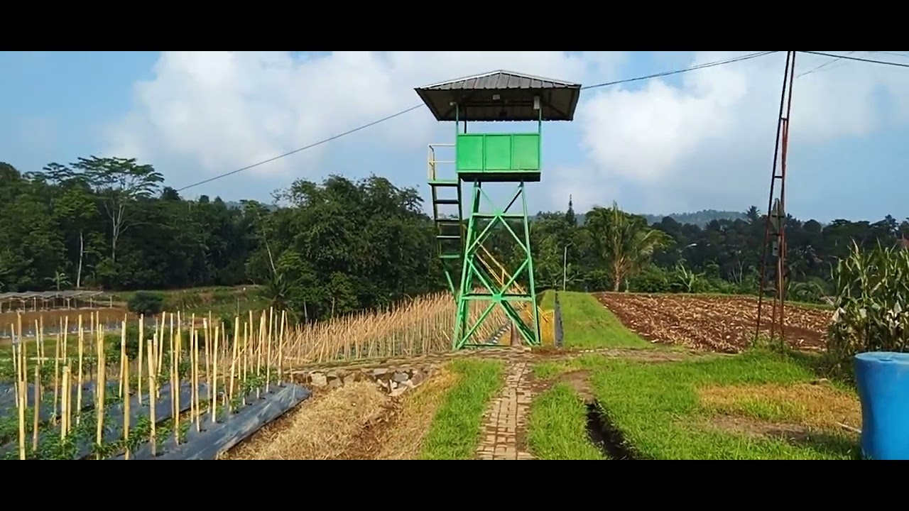 PT,East weast seed indonesia(cap panah merah) - YouTube