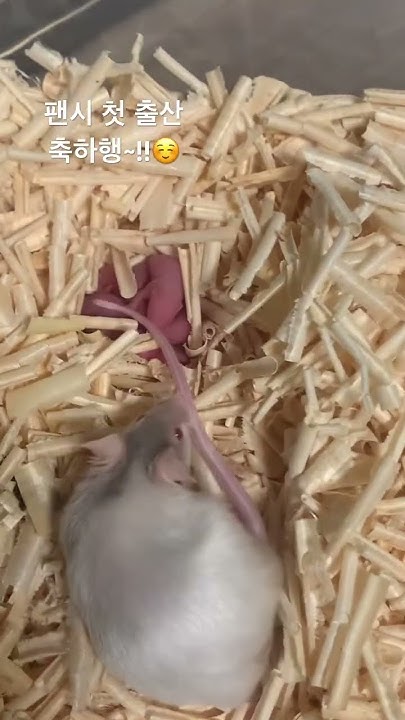 #팬시마우스 #팬시 #동물브리더 #피그미다람쥐 #동물집사 #구독과좋아요 - YouTube