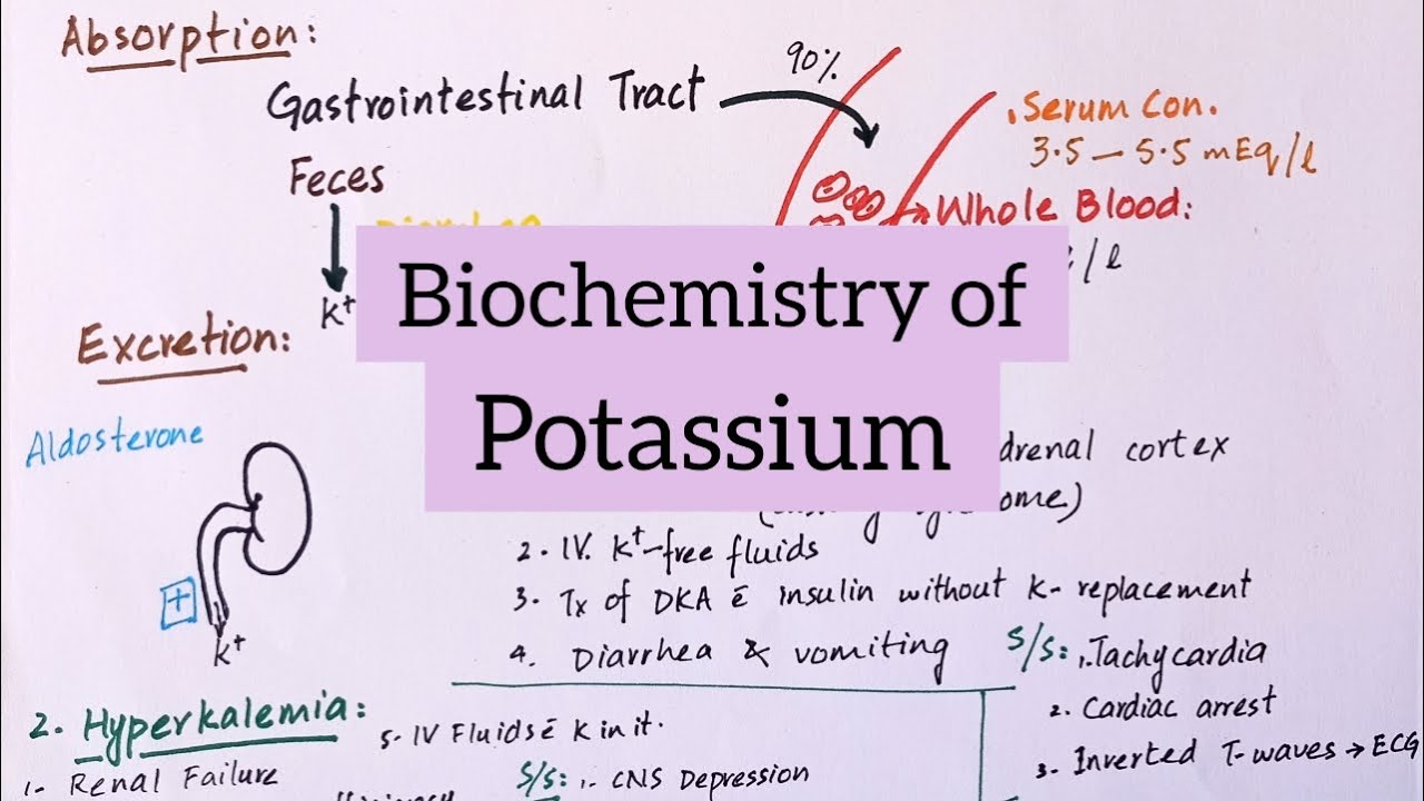 Potassium - Functions Sources Absorption Excretion Diseases - YouTube