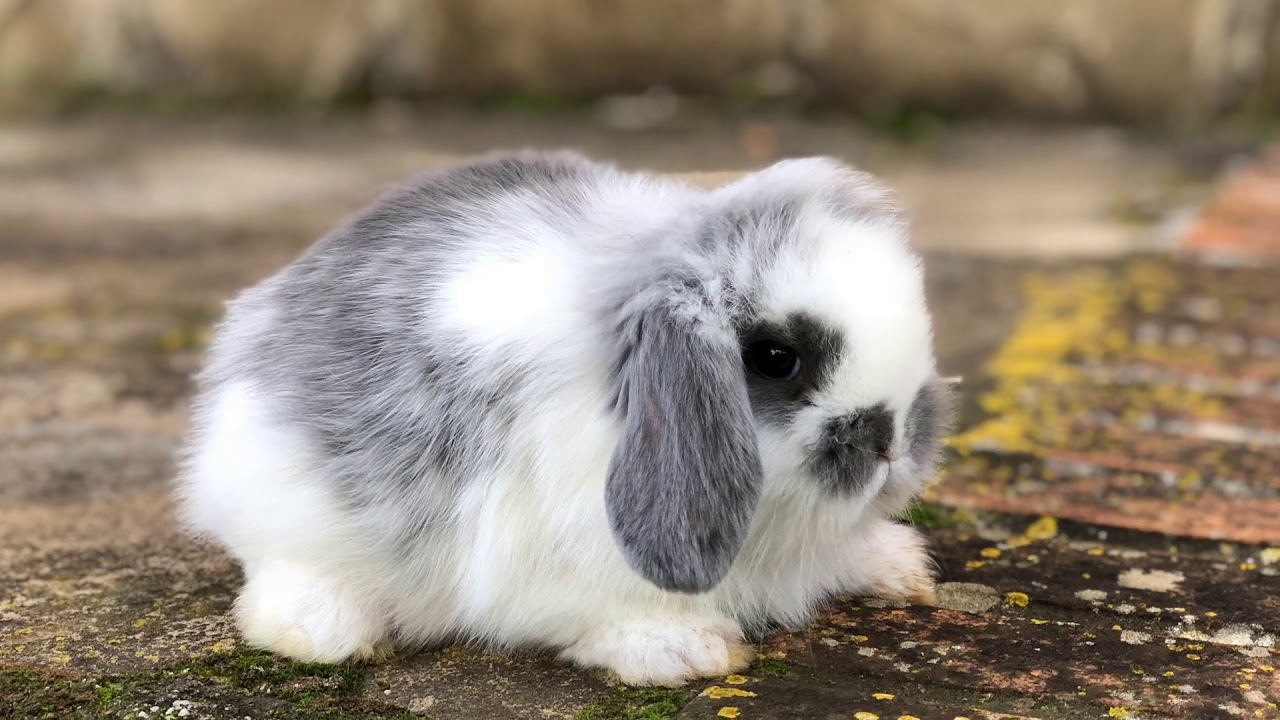 Conejo mini lop belier. - YouTube