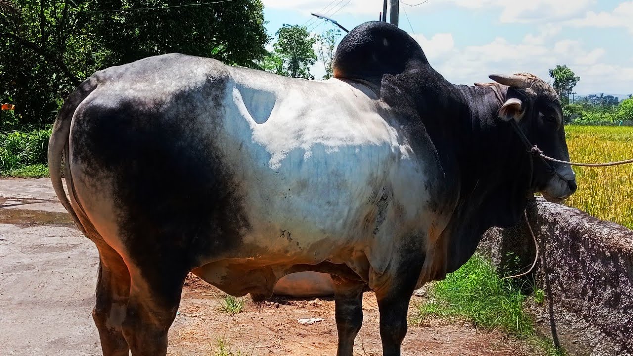 Suasana Pedesaan || Memandikan Sapi Super Jumbo || Ngguyang Sapi Jumbo ...
