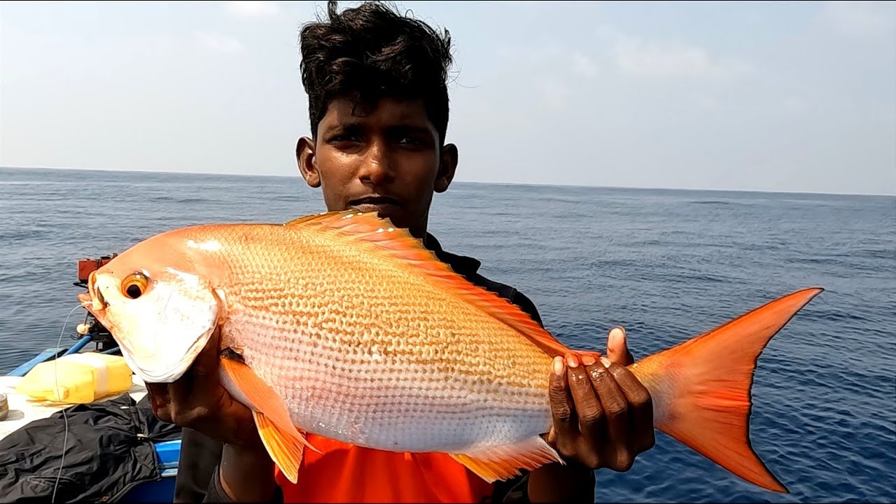 Catching Diamond Trevally, Vermilion Snapper & Rainbow Runner Fish in ...