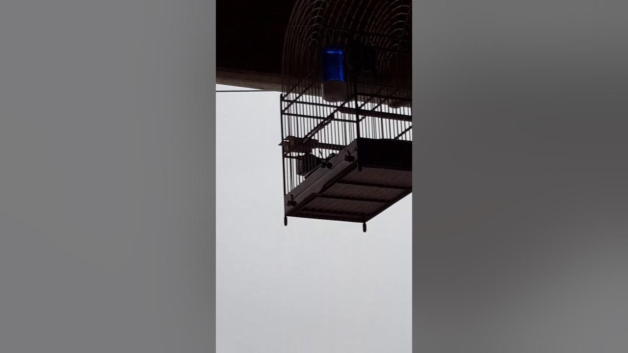 Picolet pije - YouTube