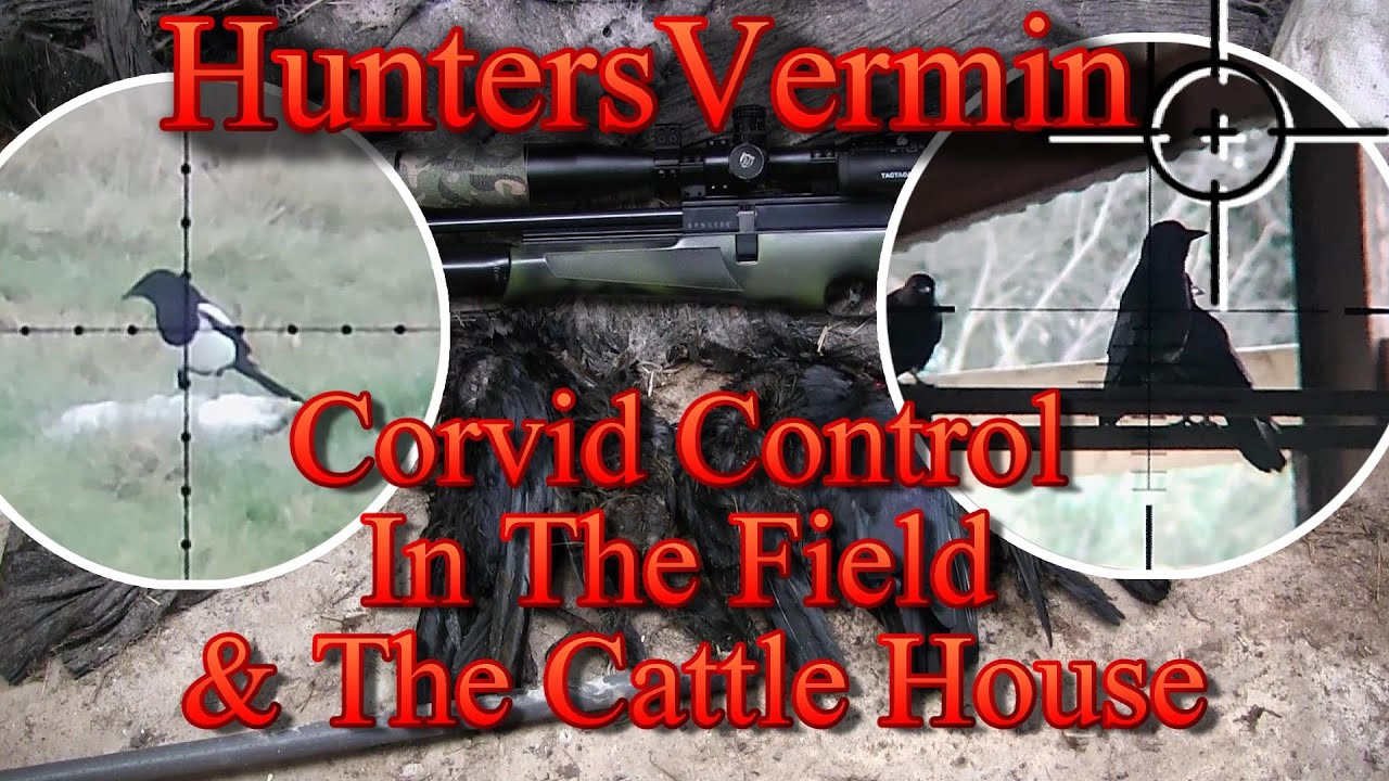 Air Rifle Hunting Corvid Control In The Field And The Cattle House ...