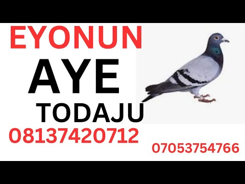 IWULO IGBE EYELE FUN EYONUN AYE TODAJU TAARA - YouTube