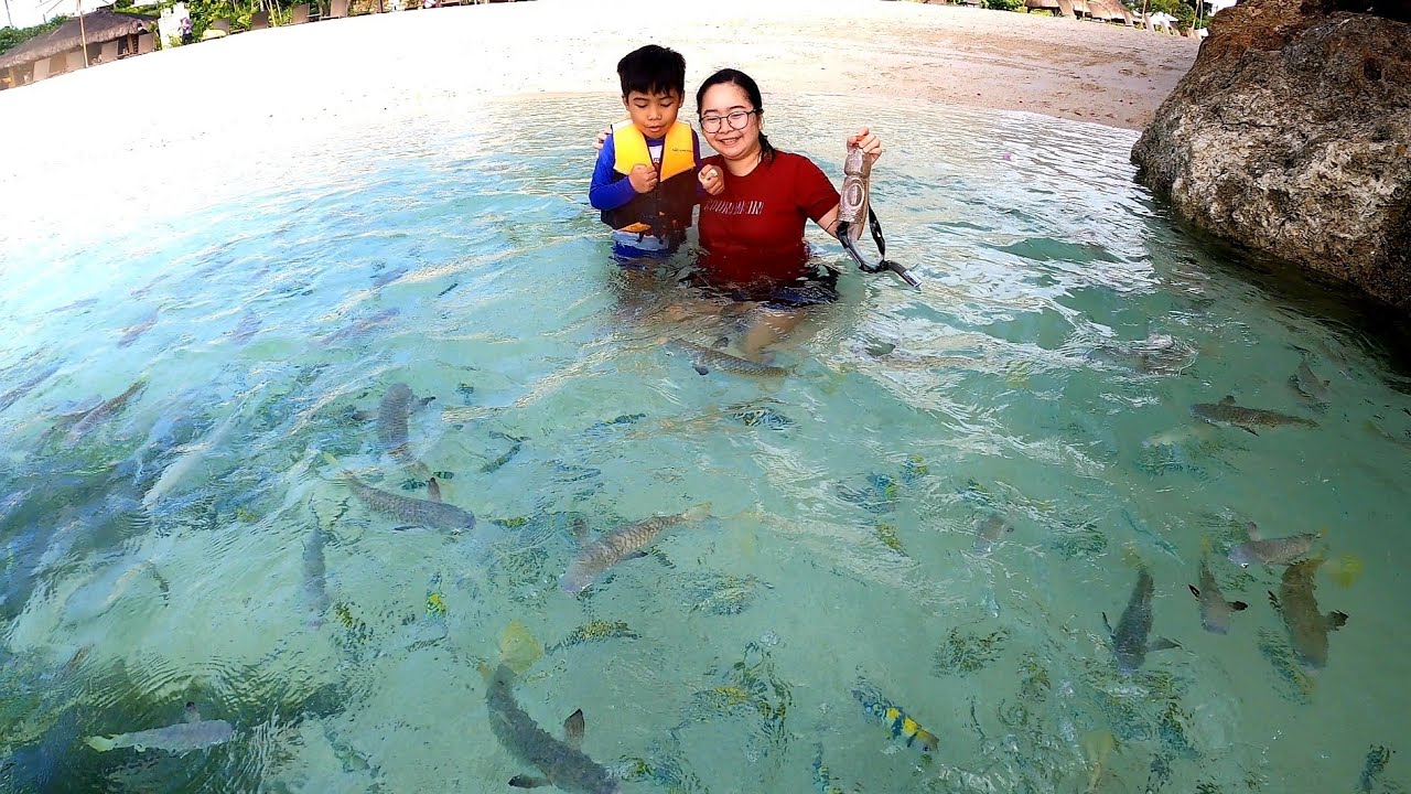 Fish Feeding at the Beach (SHANGRI-LA Mactan Cebu Philippines, Dec.2022 ...