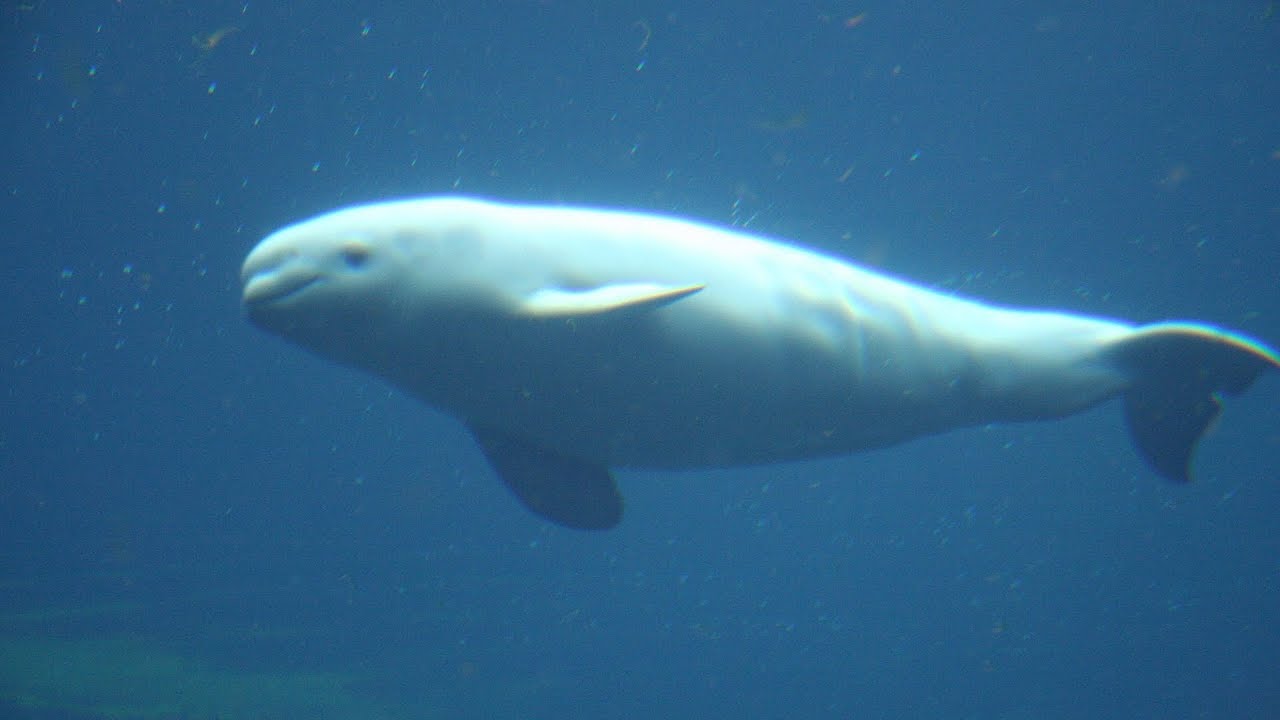 Fat Beluga Whale