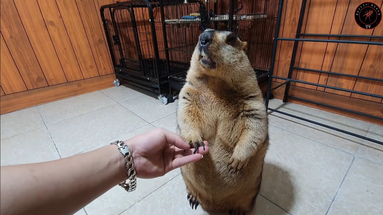 It's time to trim the marmot's stubby claws - YouTube