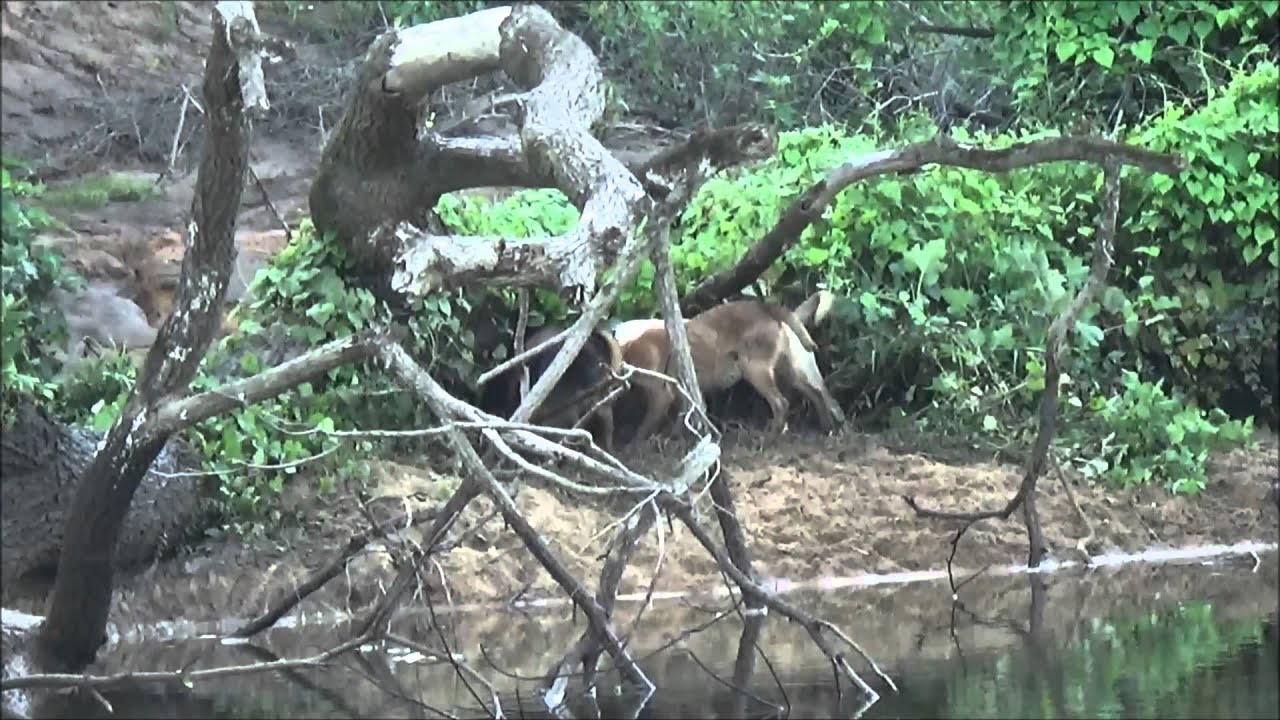 Three dogs bay Hog on the river bank - YouTube