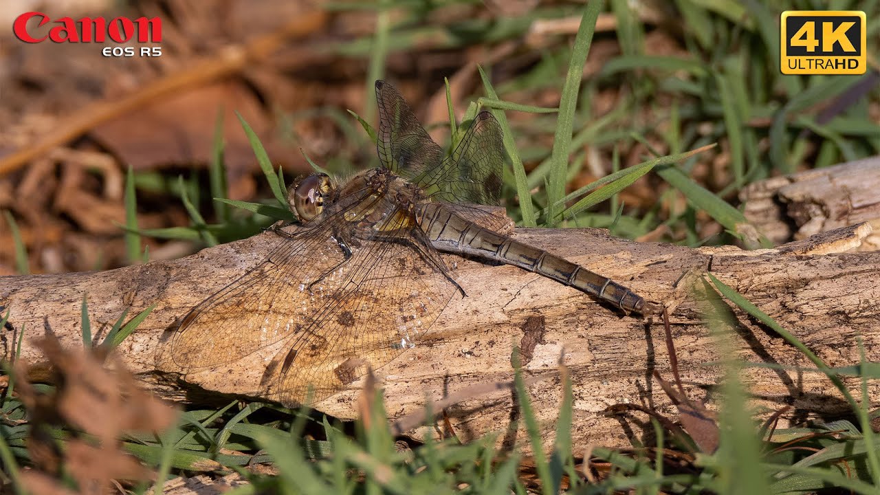 Dragonfly @600mm EOS R5 4K HQ short clip sample - YouTube