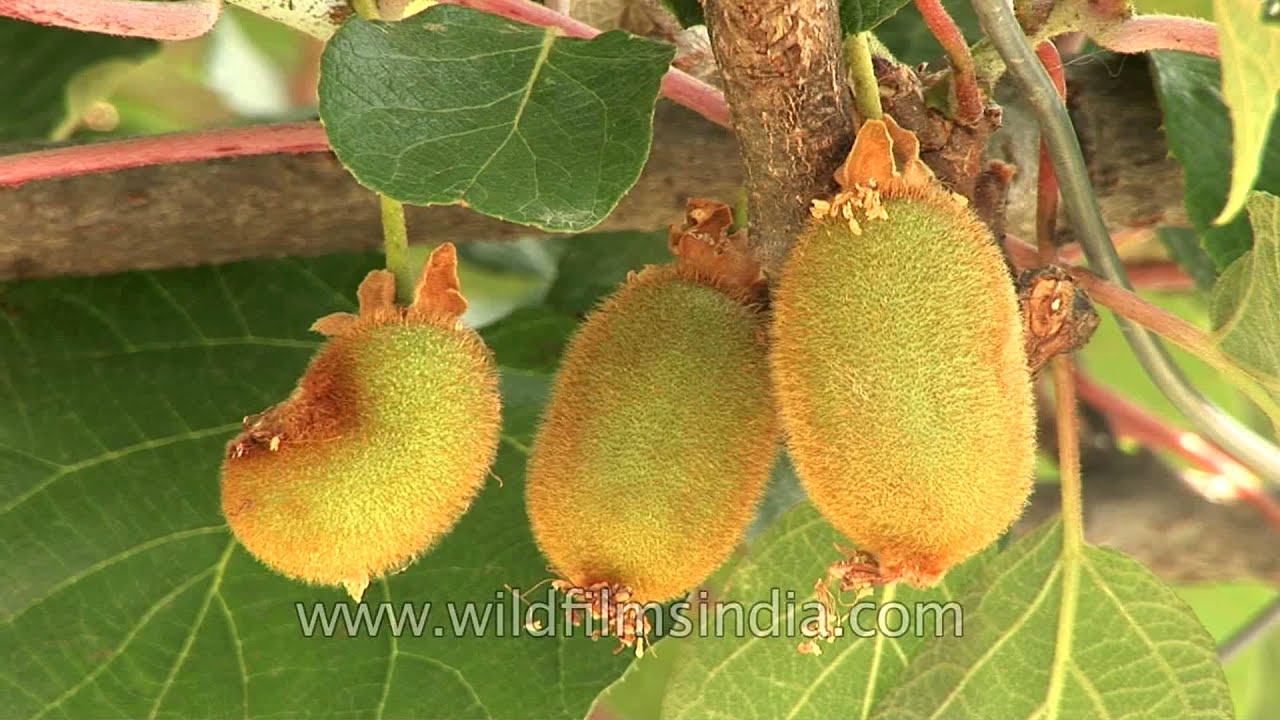 Kiwi fruit on the vine, Uttarakhand - YouTube