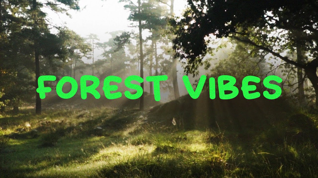 Chill FOREST VIBES to help you Sleep, Meditate & Reduce Stress ...