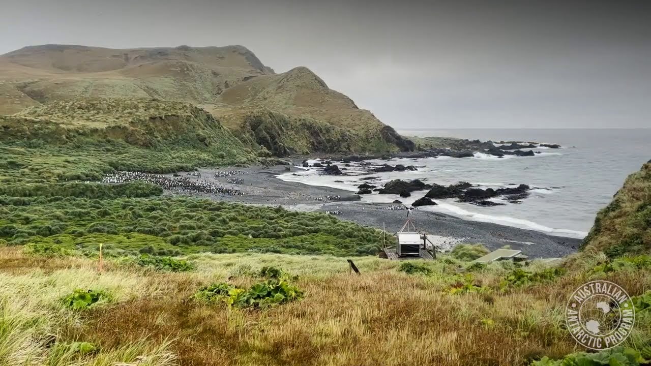 Macquarie Island pest eradication success - YouTube