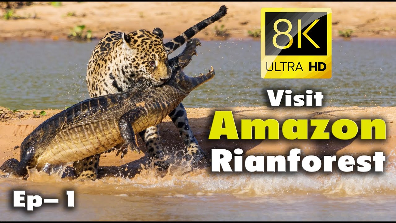 Amazon Rainforest In 8k: A Breathtaking Tour || 8k Amazon Rainforest ...