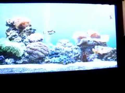 10 foot Screen Cat watches fish Aquarium screen saver funny - YouTube