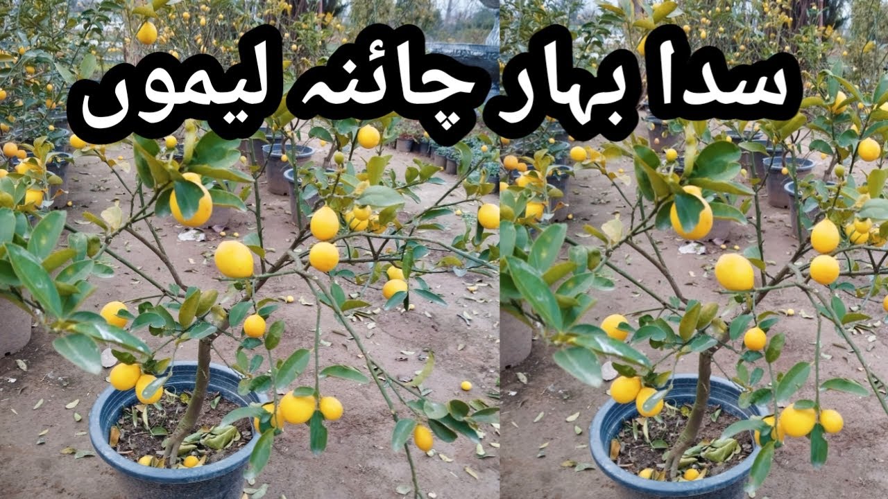 Evergreen China Lemon | China Lemon Farming in Pakistan | China Lemon ...