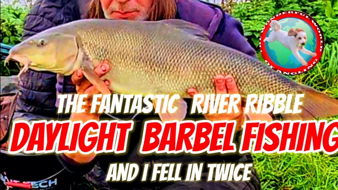 Barbel fishing the river ribble, and I fell in the river twice #barbel ...