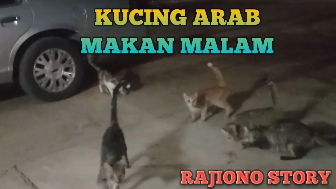 KUCING ARAB ..MAKAN MALAM 🐆..@rajionostory - YouTube