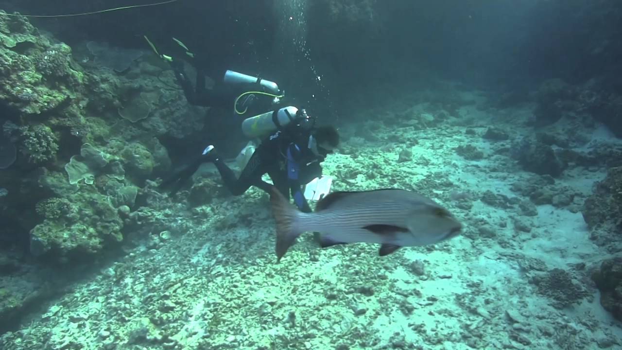 Mermaid Reef, Rowley Shoals: fore reef slope - YouTube